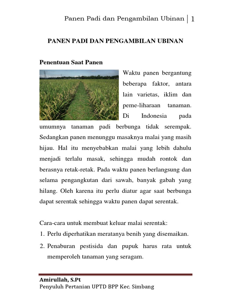 Panen Padi Dan Pengambilan Ubinan | PDF