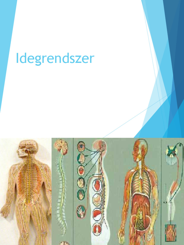 Idegrendszer 1 | PDF
