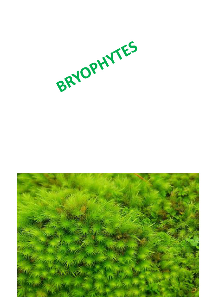 Bio 121 - General Biology - Bryophytes | PDF | Fern | Eukaryotes