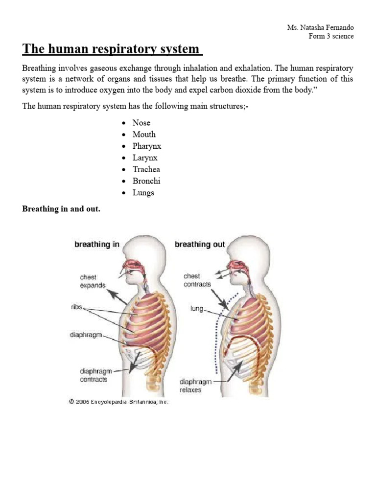 The Human Respiratory System | PDF | Respiratory System | Lung