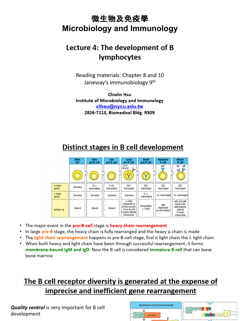 B Lymphocyte Development Overview | PDF | B Cell | Immune System