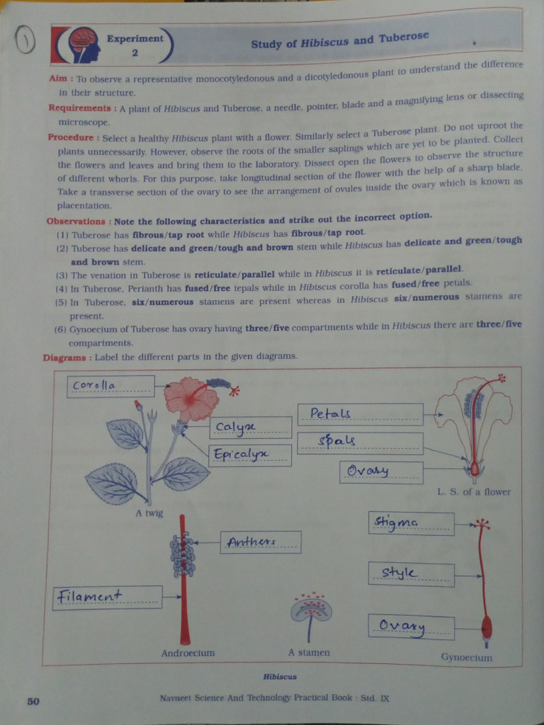 Science 2 Practical Notes 9th Class | PDF | Flowers | Petal