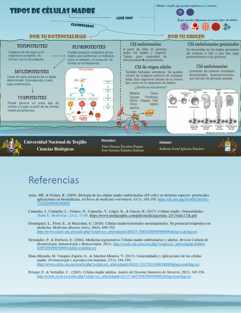 Tipos de Células Madre - Infografía | PDF | Célula madre | Potencia celular