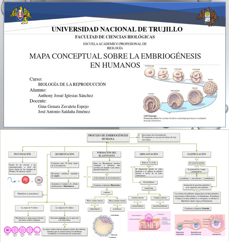 Mapa Sobre Embriogénesis en Humanos | PDF