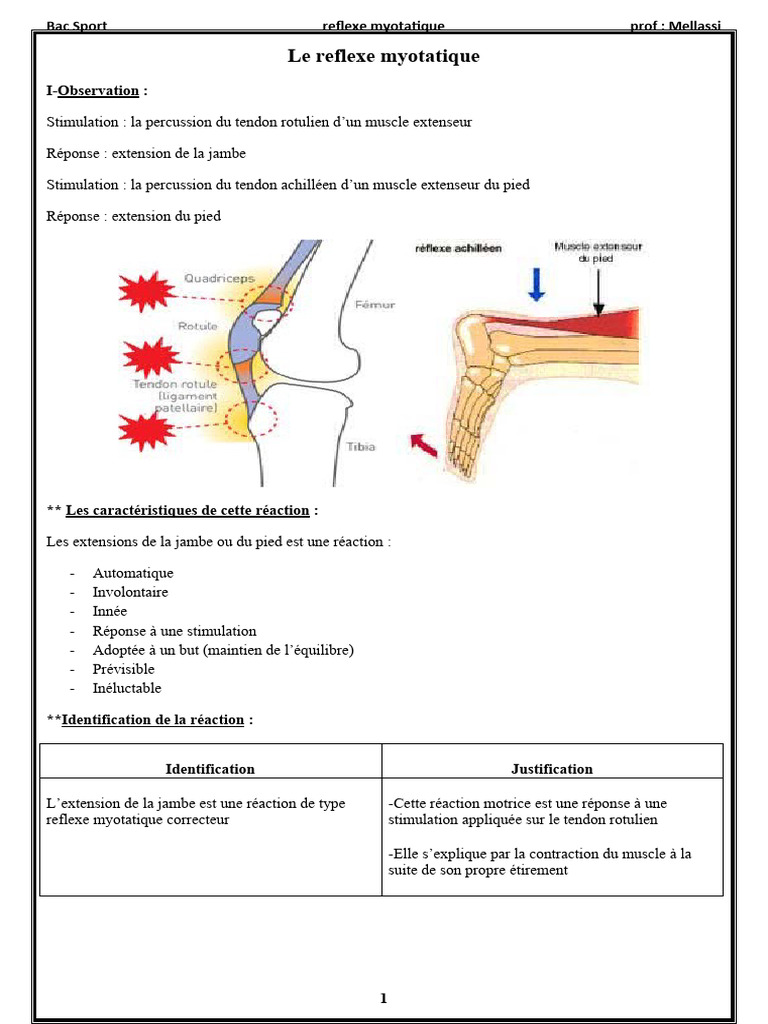Le Reflexe Myotatique 2 | PDF | Sciences et mathématiques