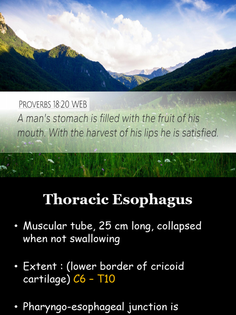 13 & 14. Abdominal Esophagus, Stomach, Small and Large Intestines | PDF