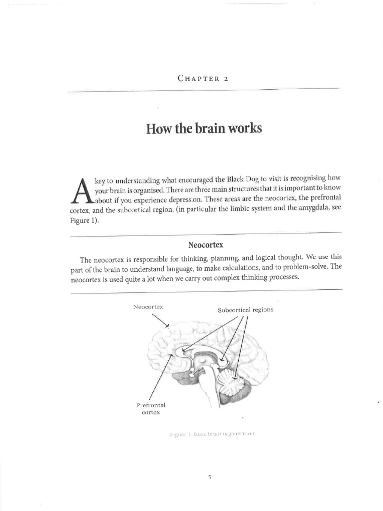 Depression- Ch.2 Black Dog Workbook-How the brain works | PDF