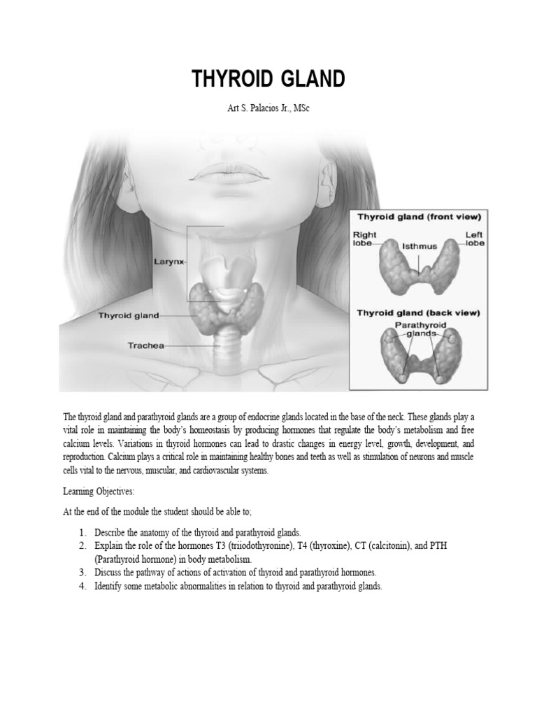 THYROID GLAND Module | PDF | Thyroid | Hyperthyroidism