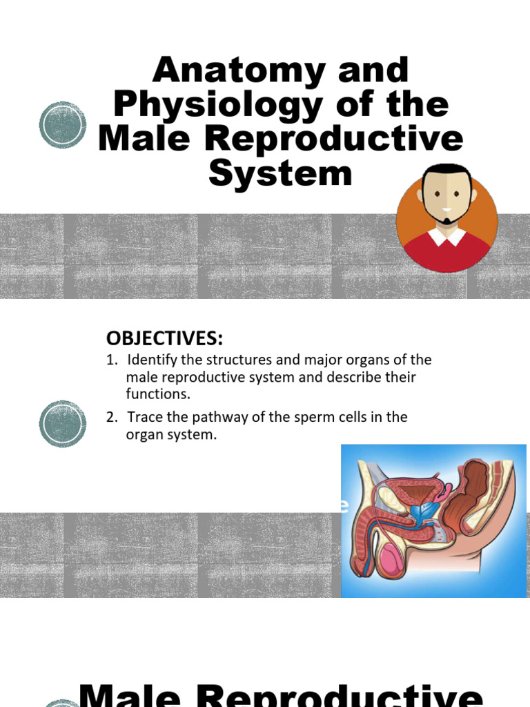 4 - Male Repro System 1 1 | PDF | Testicle | Prostate