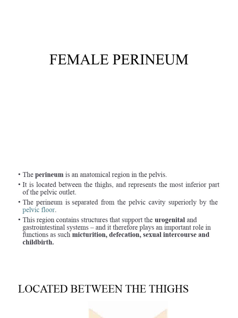 Female Perineum | PDF | Pelvis | Vagina