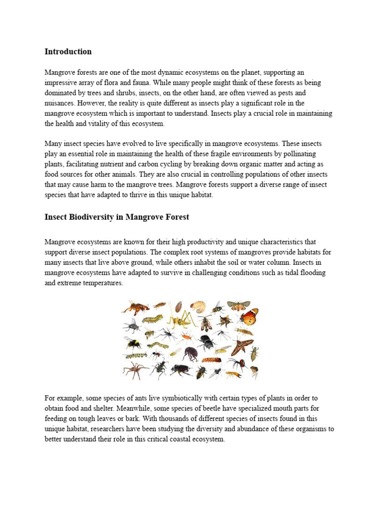 Insect Roles in Mangrove Ecosystems | PDF | Mangrove | Ecosystem