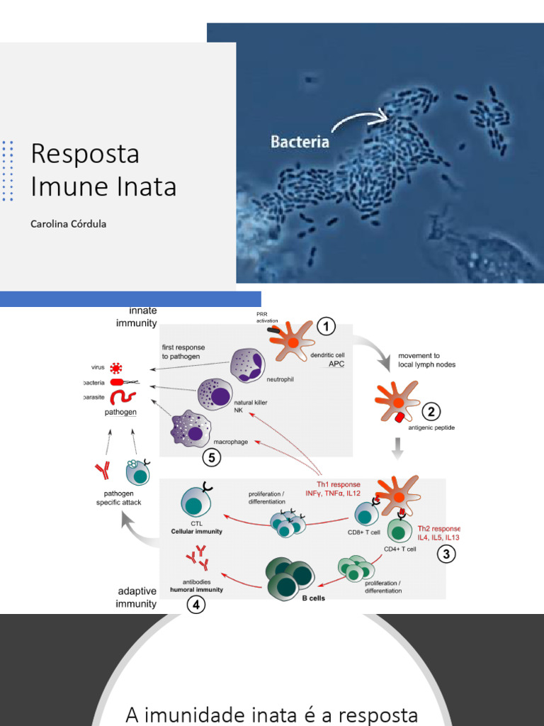 Aula 3 - Resposta imune inata | PDF | Sistema imunológico | Fagócito