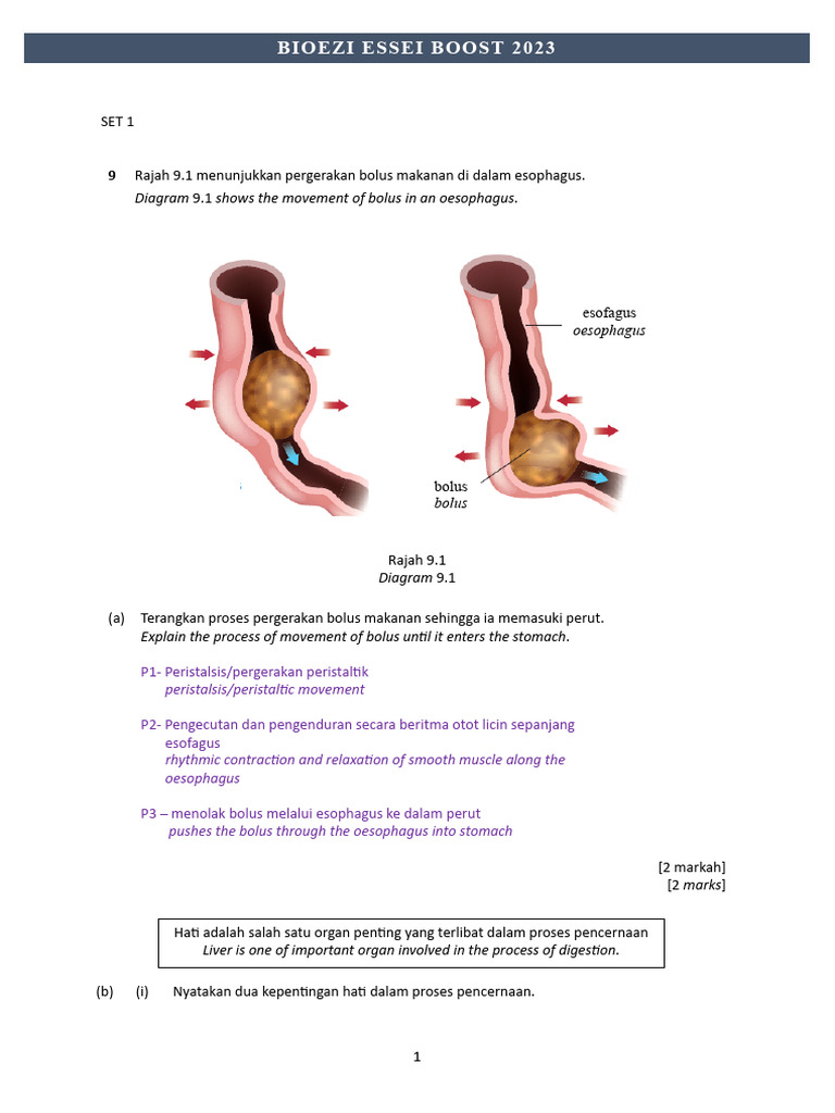 Bioezi Essei Boost 2023 With Answers | PDF