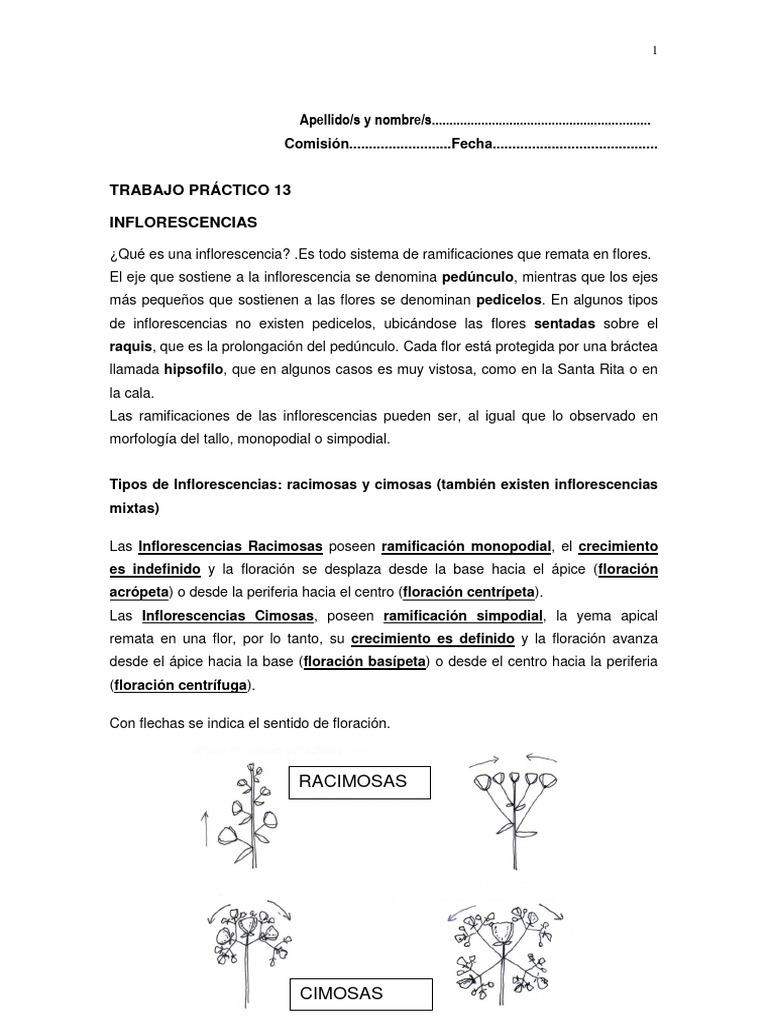 TP 13. Inflorescencias | PDF | Ramas de la botánica | Plantas