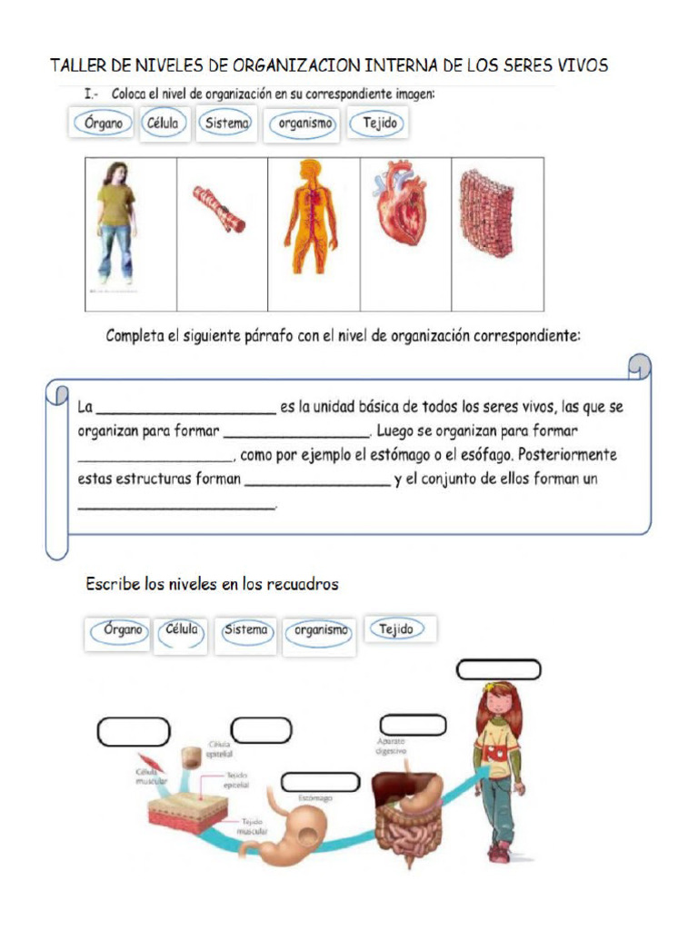 Cuarto - Taller de Niveles de Organizacion Interna de Los Seres Vivos | PDF