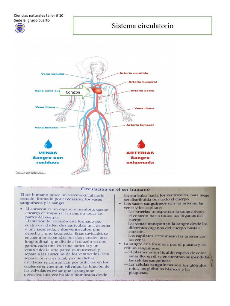 Ciencias. Taller #12 Sistema Circulatorio | PDF