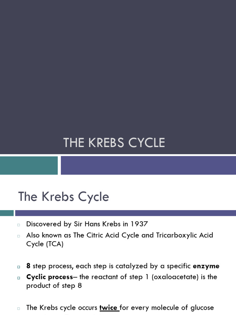 6 - Krebs Cycle | PDF