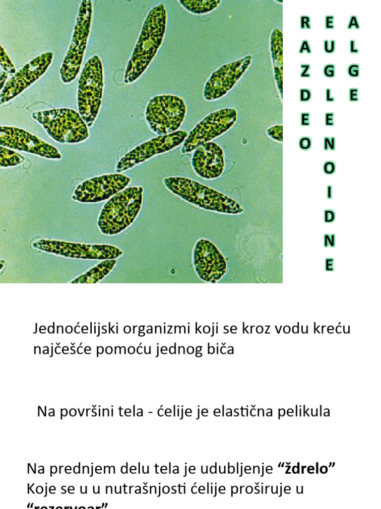 EUGLENA | PDF