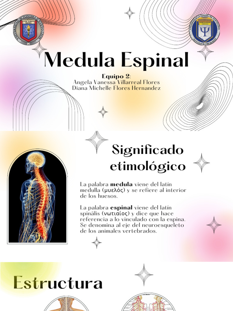 Funciones y Estructura de la Médula Espinal | PDF
