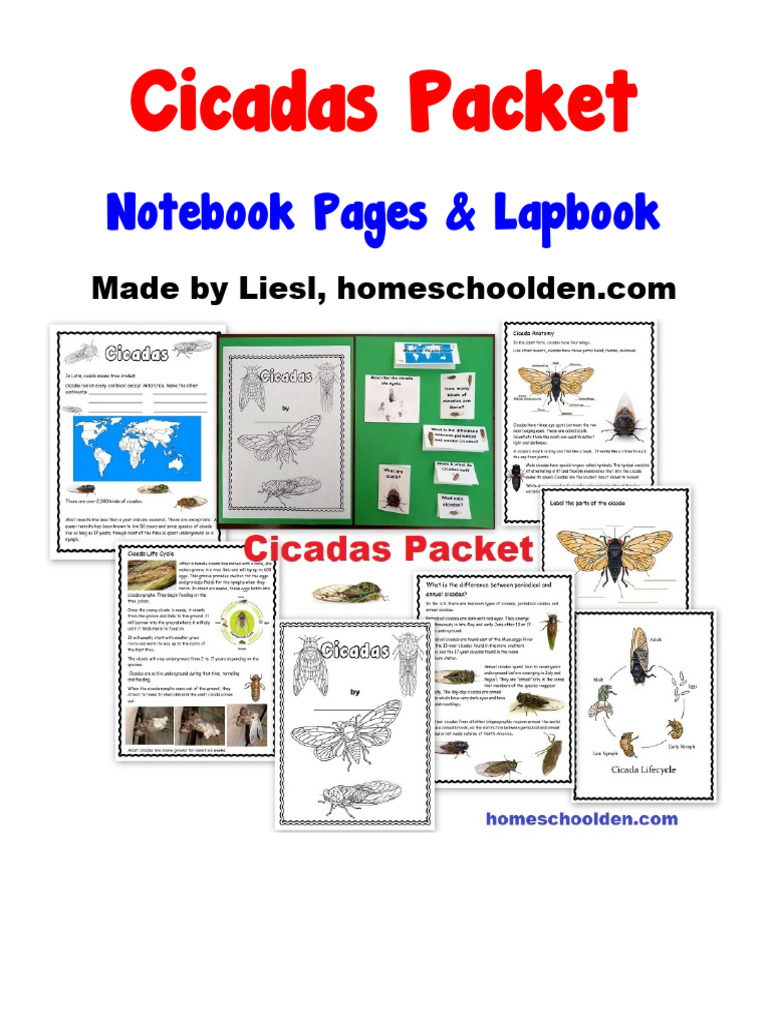 Cicadas Worksheet Packet Update 2 | PDF | Insects