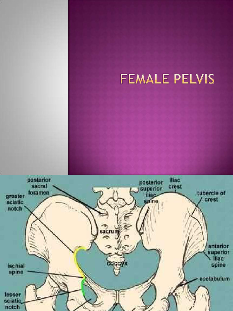 Femalepelvisppt | PDF | Pelvis | Anatomy