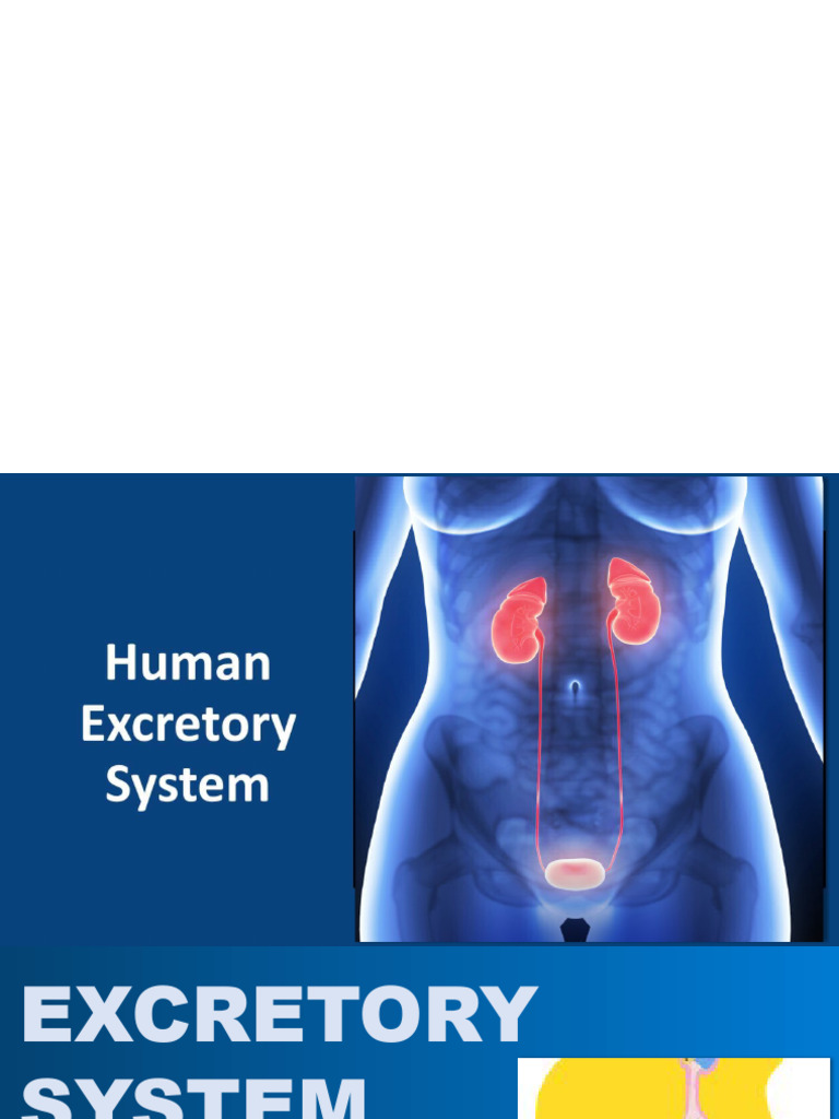 Excretory System | PDF