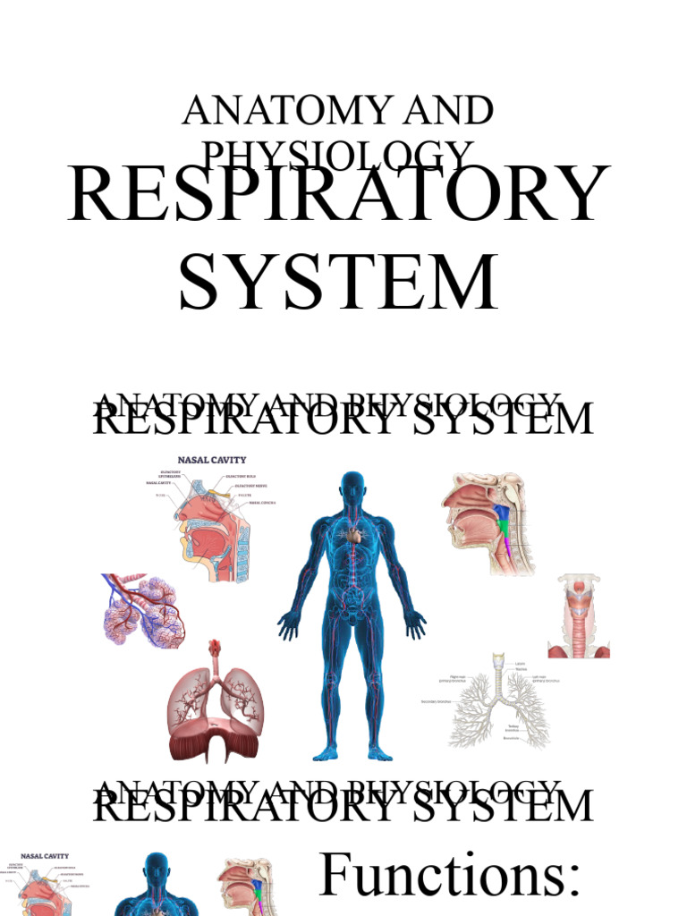 Anatomy and Physiology Respiratory System Group 1 | PDF | Lung ...