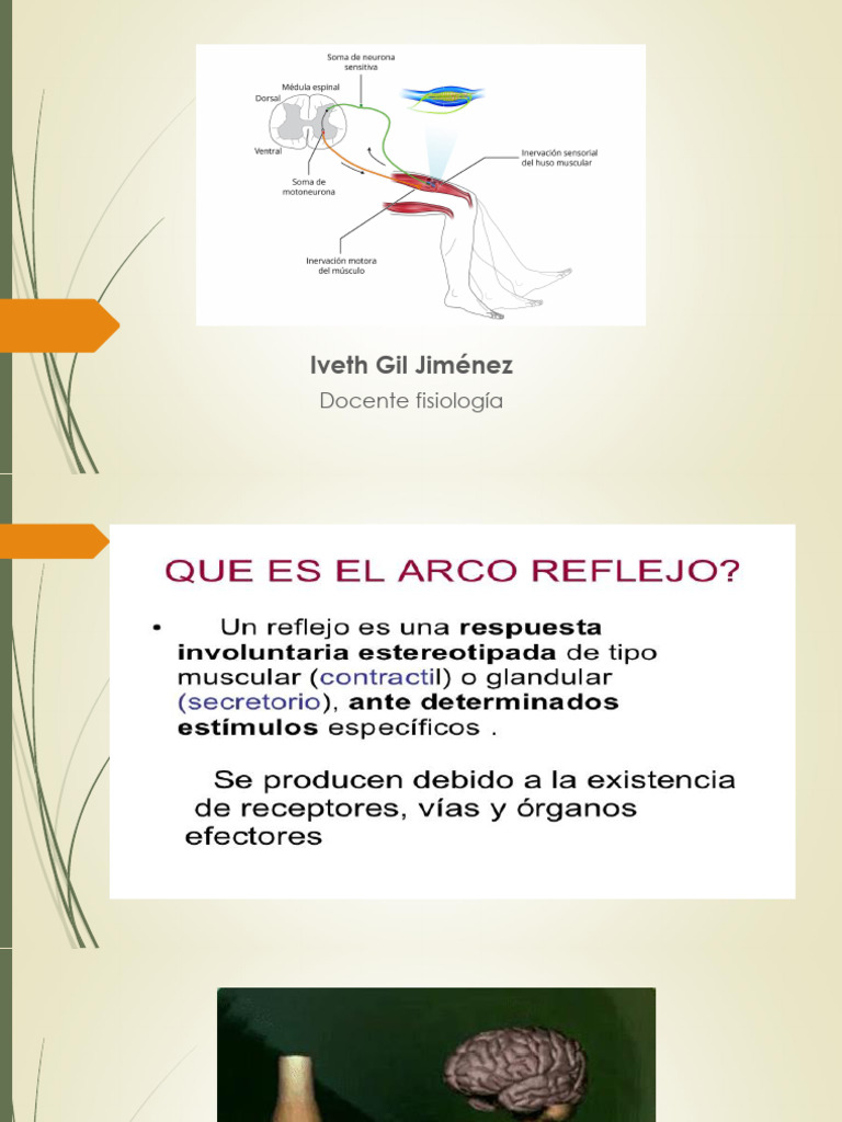 Reflejos Osteomusculares Fisiologia II | PDF | Músculo esquelético | Dedo del pie