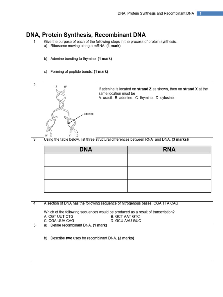 2 Dna Protein Synthesis Recombinant Dna Provincial | PDF | Translation ...