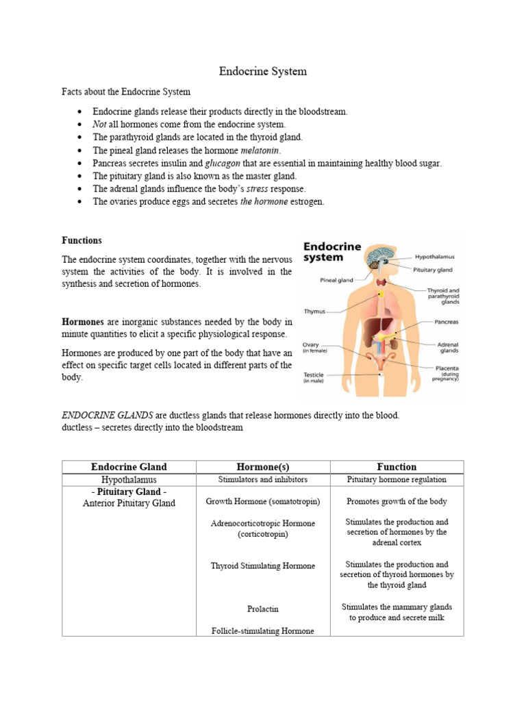 Endocrine System 2 | PDF