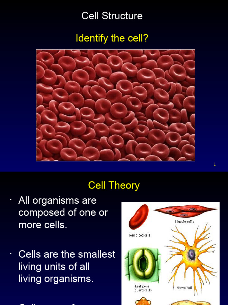 Cell Structure | PDF | Endoplasmic Reticulum | Cell (Biology)