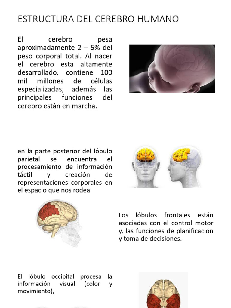 ESTRUCTURA DEL CEREBRO HUMANO | PDF | Cerebro | Mielina
