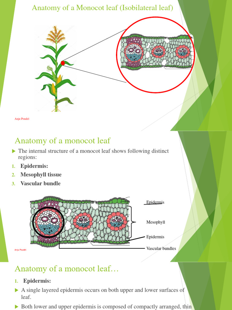 Anatomy of A Monocot Leaf | Download Free PDF | Leaf | Tissue (Biology)