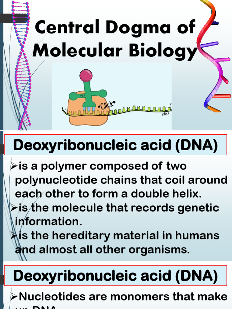 Central Dogma of Molecular Biology | PDF | Rna | Dna Replication