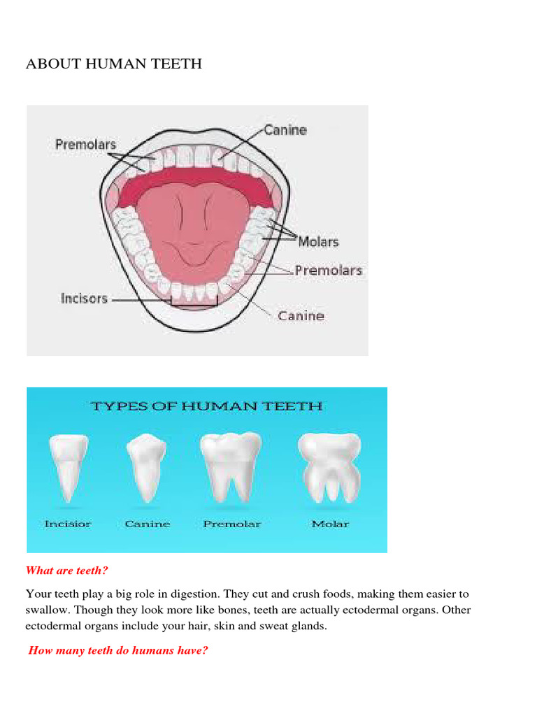 Teeth Final Note | PDF