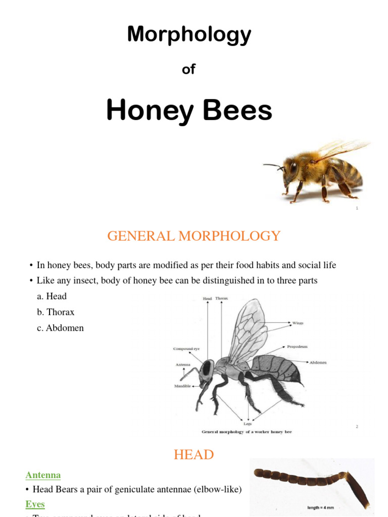Lecture 4 Morphology of Honey Bees | PDF