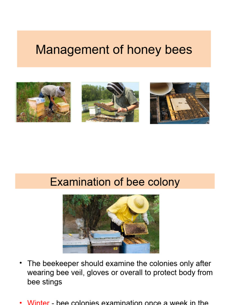 Management of Bees | PDF | Bees | Honey Bee