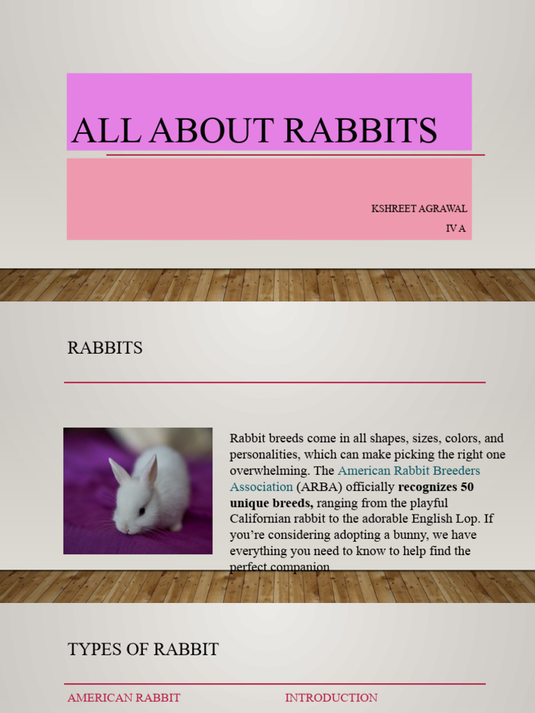 PPT on types of rabbit | PDF