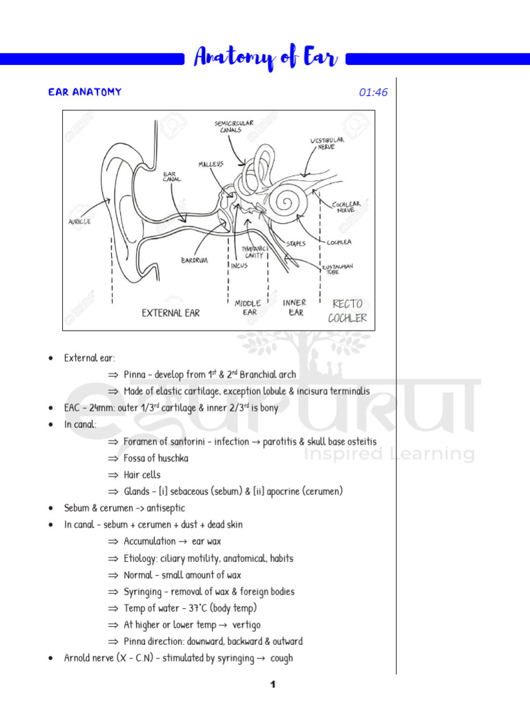 Anatomy of Ear | PDF | Larynx | Clinical Medicine