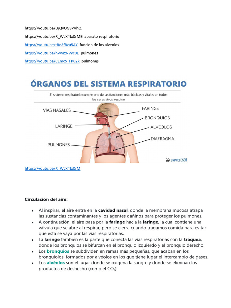 Tema Aparato Respiratorio | PDF