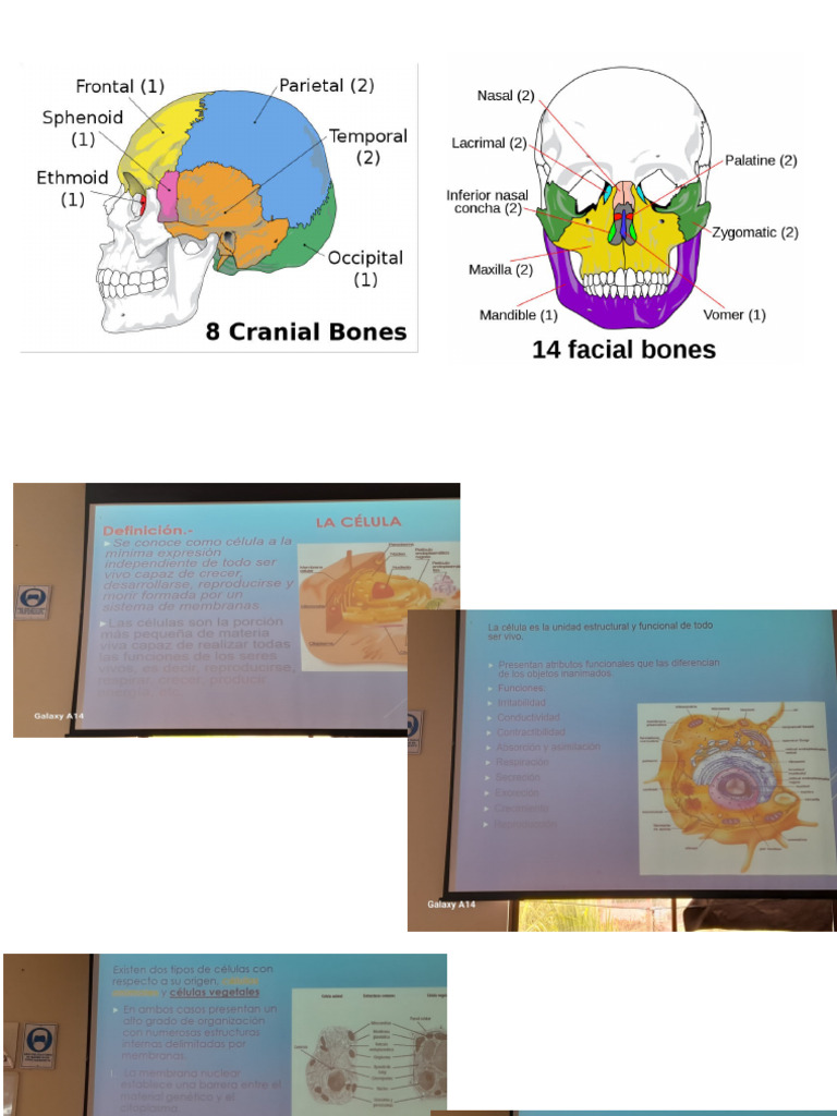 Diapo Biologia y Huesos Del Craneo | PDF