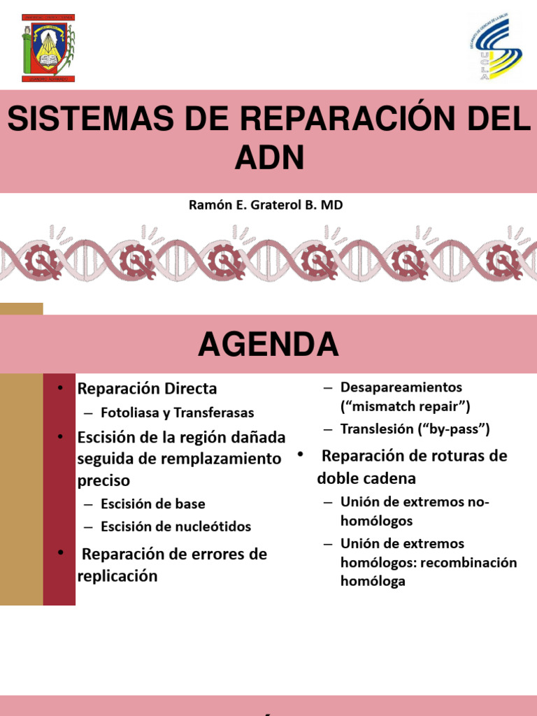Tema 4 Reparación Del ADN | PDF | Reparación de adn | Adn