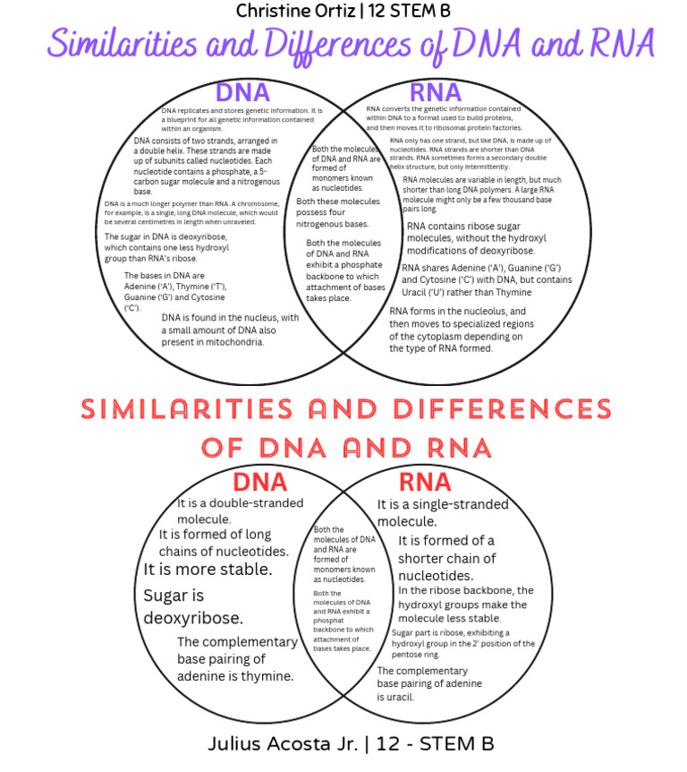 Similarities and Differences of DNA and RNA | PDF