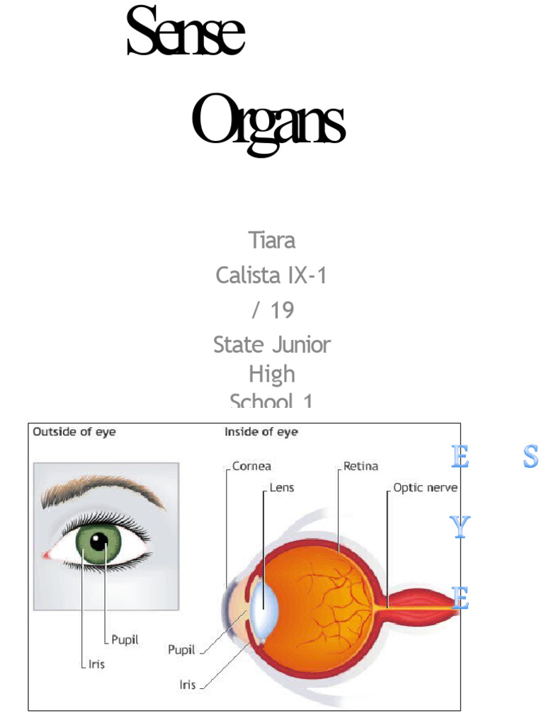 Human S Sense Organs | PDF