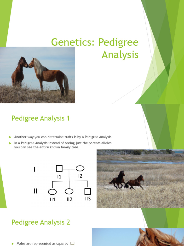 Genetics Pedigree Analysis PowerPoint | PDF | Zygosity | Dominance ...