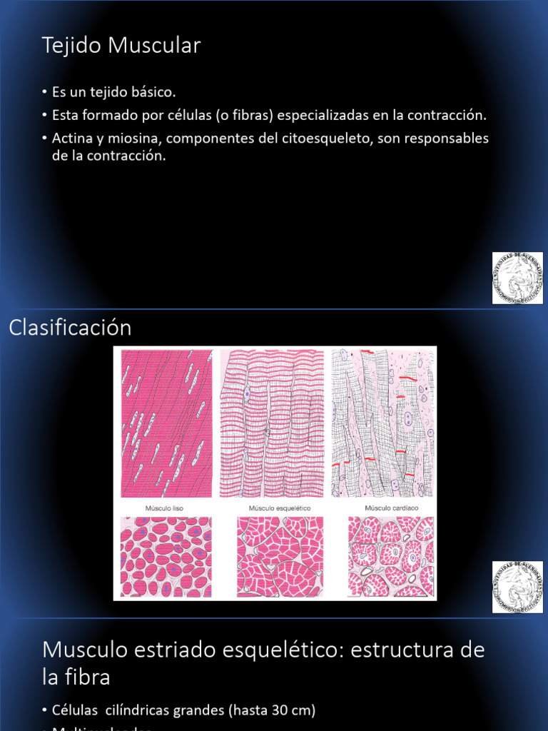 Modulo Iii Tejido Muscular Pdf Músculo Esquelético Morfología