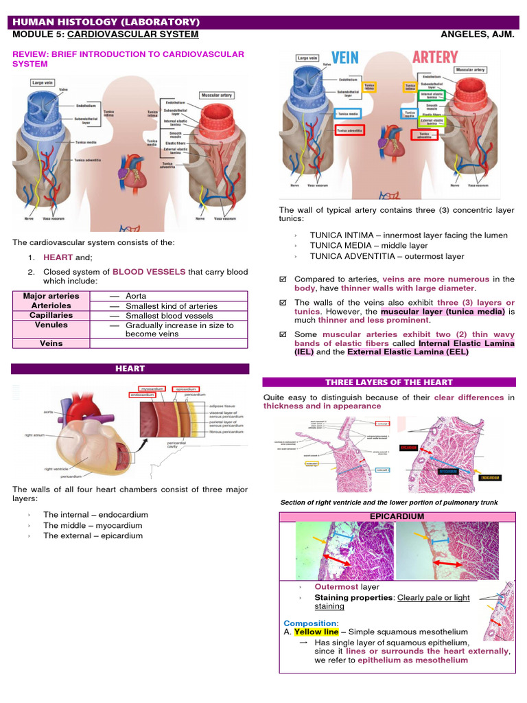 Histo Lab Finals | PDF | Artery | Granulocyte