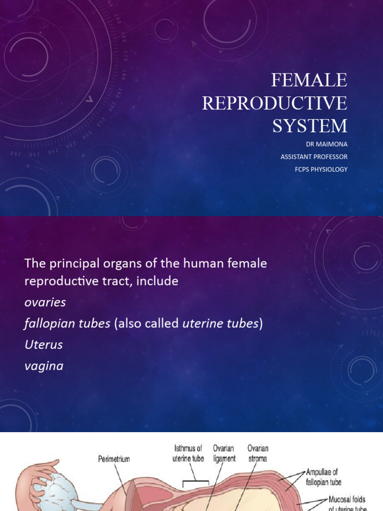 Female Repro DR Maimoona Slides | PDF