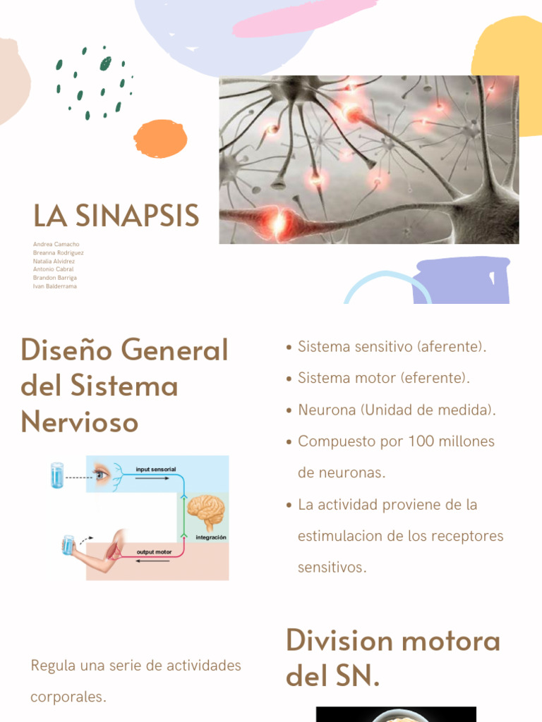 La Sinapsis | PDF | Sinapsis | Neurona