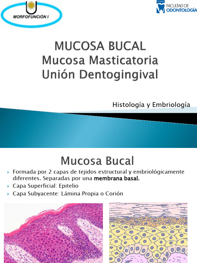 Histología de la Mucosa Masticatoria | PDF | Estudios de idiomas ...